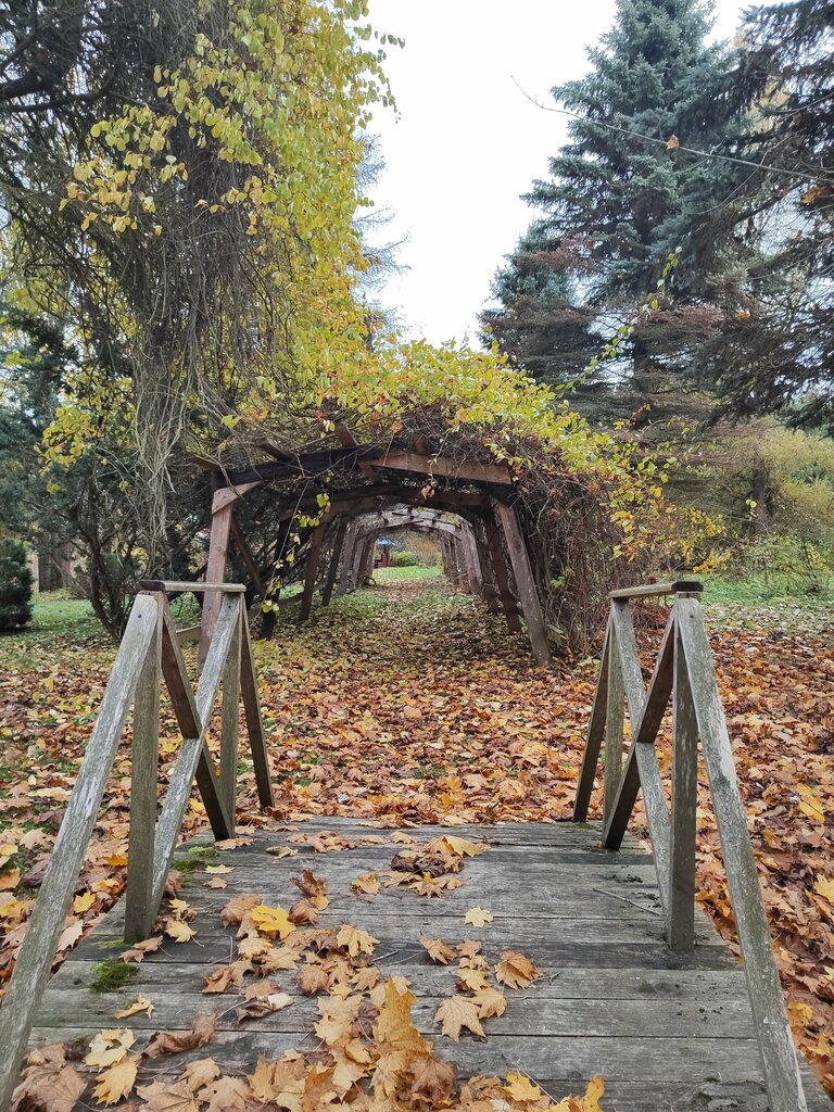 Kültür ve eğlence parkları Дендрологический парк ГЛХУ Верхнедвинский лесхоз, Vitebskaya oblastı, foto