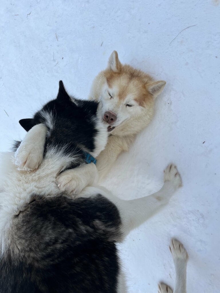 Evcil hayvan yetiştiricileri Husky Park, , foto