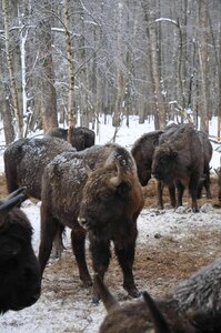 Государственный заповедник Калужские Засеки, южный участок (Kaluga Region, Ulyanovskiy rayon, Gosudarstvenny zapovednik Kaluzhskiye Zaseki, yuzhny uchastok), doğa koruma alanı  Kalujskaya oblastından