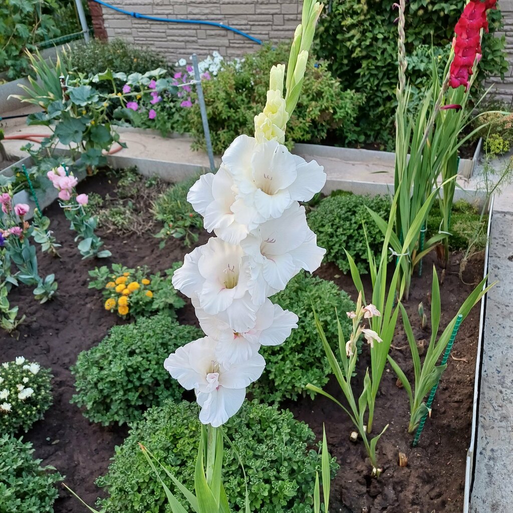 Bahçecilik dernekleri ve kuruluşları Шпалопропитчик, Volgogradskaya oblastı, foto