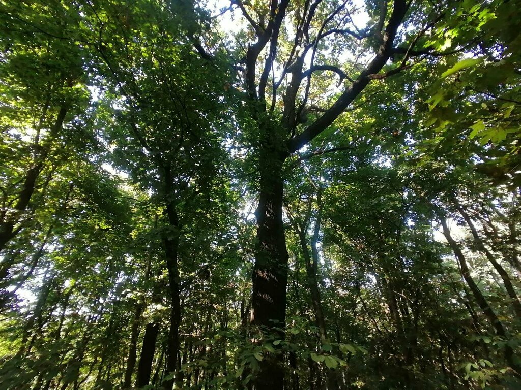 Orman урочище Репное, Belgorodskaya oblastı, foto