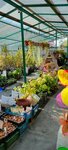 Садовый центр (Nizhniy Novgorod Region, rabochiy posyolok Dalneye Konstantinovo, Sovkhoznaya ulitsa), bahçecilik mağazaları  Nijegorodskaya oblastından