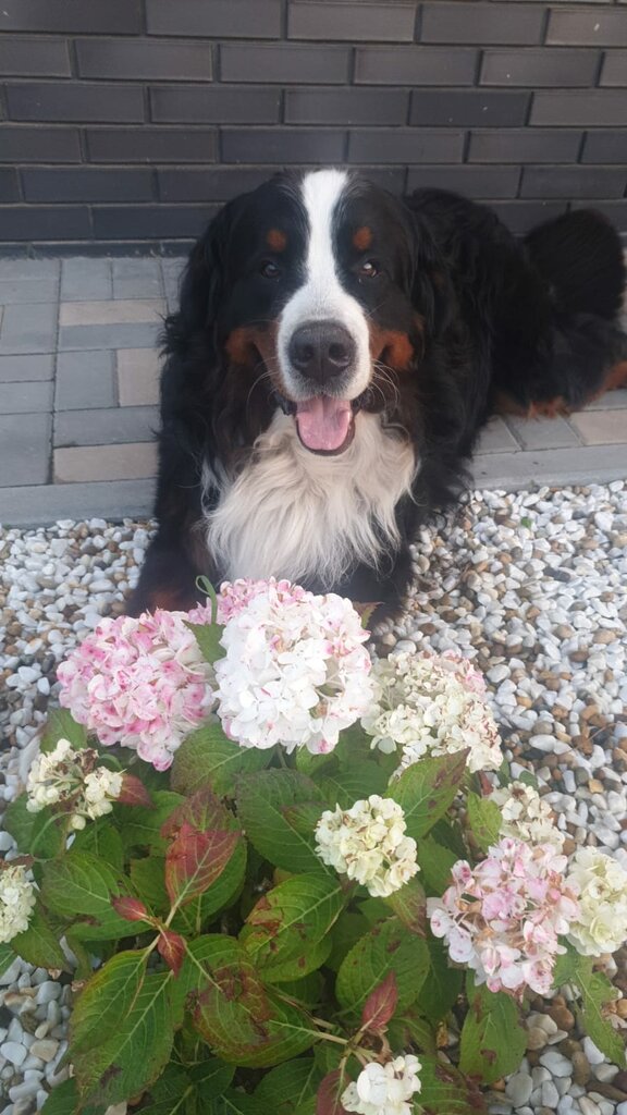 Evcil hayvan yetiştiricileri Pitomnik Sharming Bear, Viazma, foto