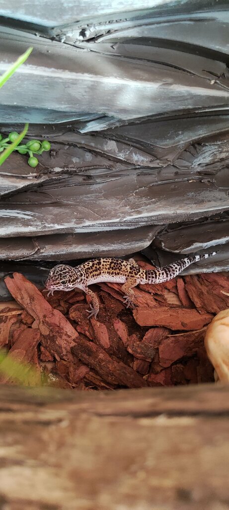 Petshop Reptilius, Moskova, foto