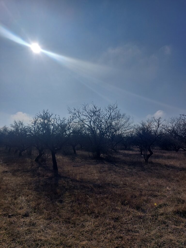 Bahçe Миндальный сад, Sevastopol, foto