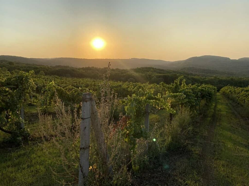 Arazi dizisi Vinogradnaya zemlya, Krasnodarski krayı, foto