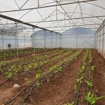 A S A A Agri and Aqua Agriculture (Sheikh Mohra Building, Al Qusais 2, Deira, Dubai), tarım makineleri, ekipmanlar  Dubai'den