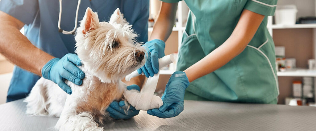 Veteriner klinikleri VetDUB Veterinary Clinic, Dubai, foto