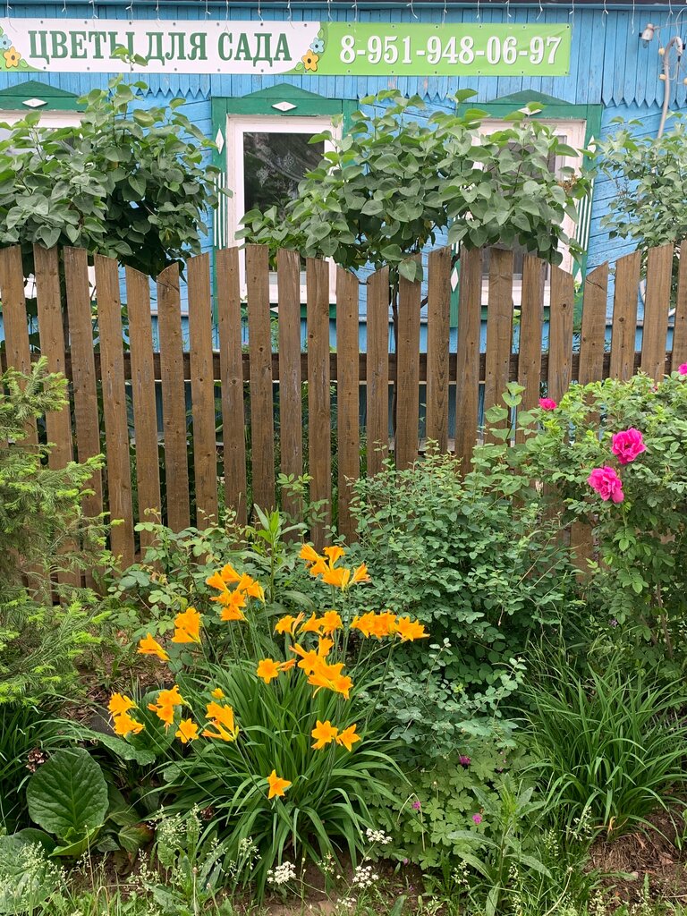 Fidan yetiştiriciliği Цветы для сада, Perm, foto