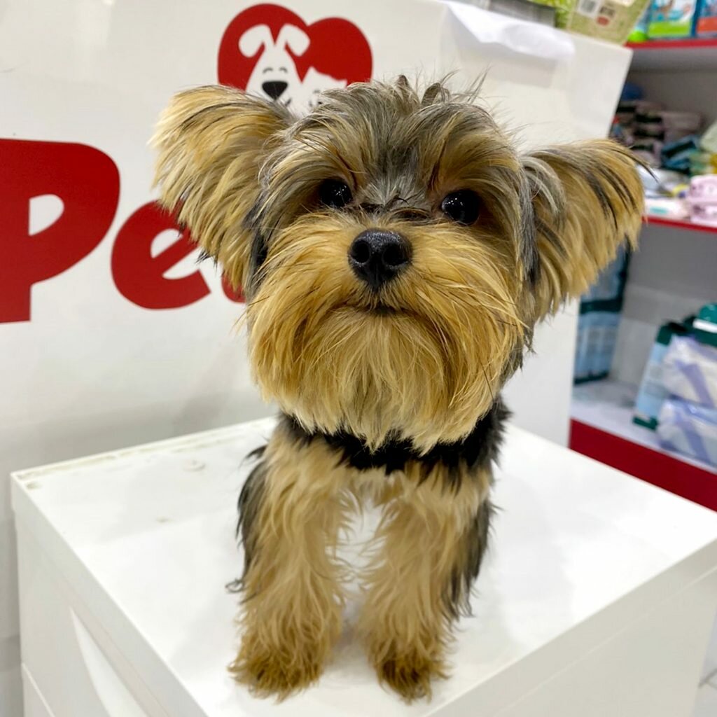 Evcil hayvan kuaförleri Petlove, Dubai, foto
