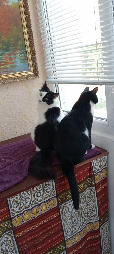 Veteriner klinikleri Veterinary clinic, Bender, foto