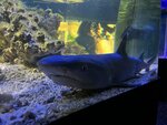Oceanarium (улица Дражинского No:50Б), akvaryumlar  Yalta'dan