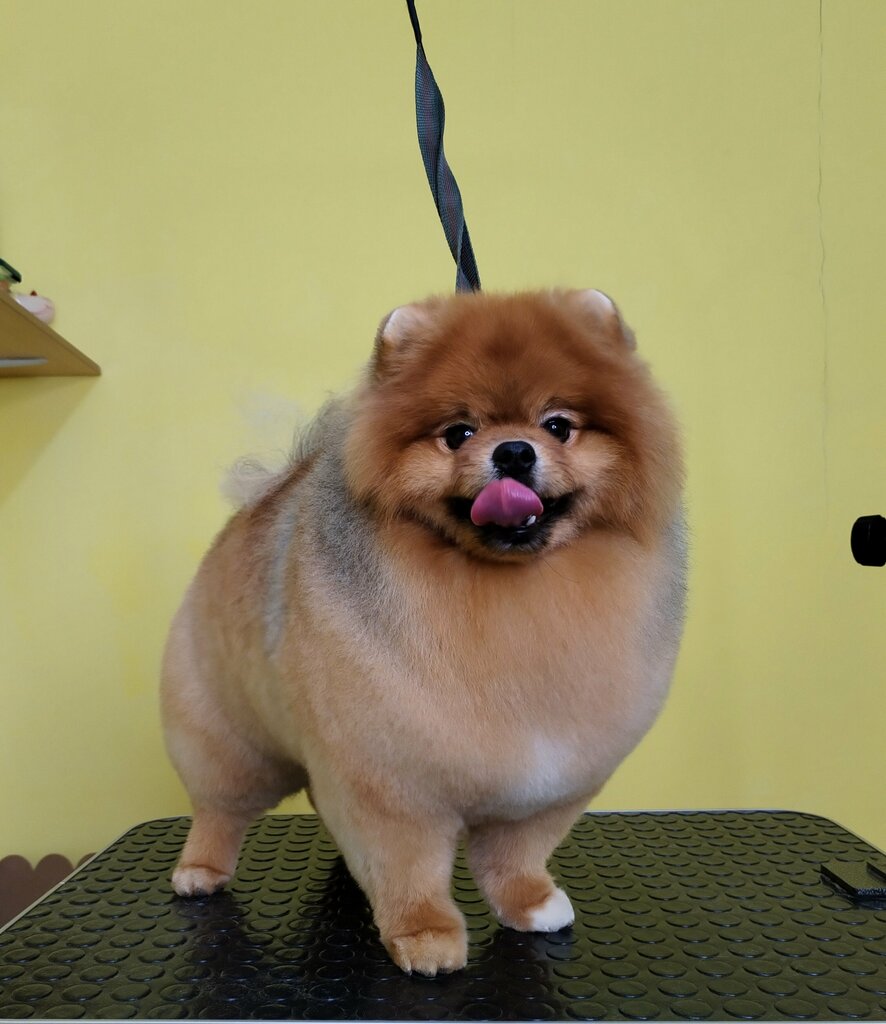 Evcil hayvan kuaförleri Наше собачье дело, Riazan, foto