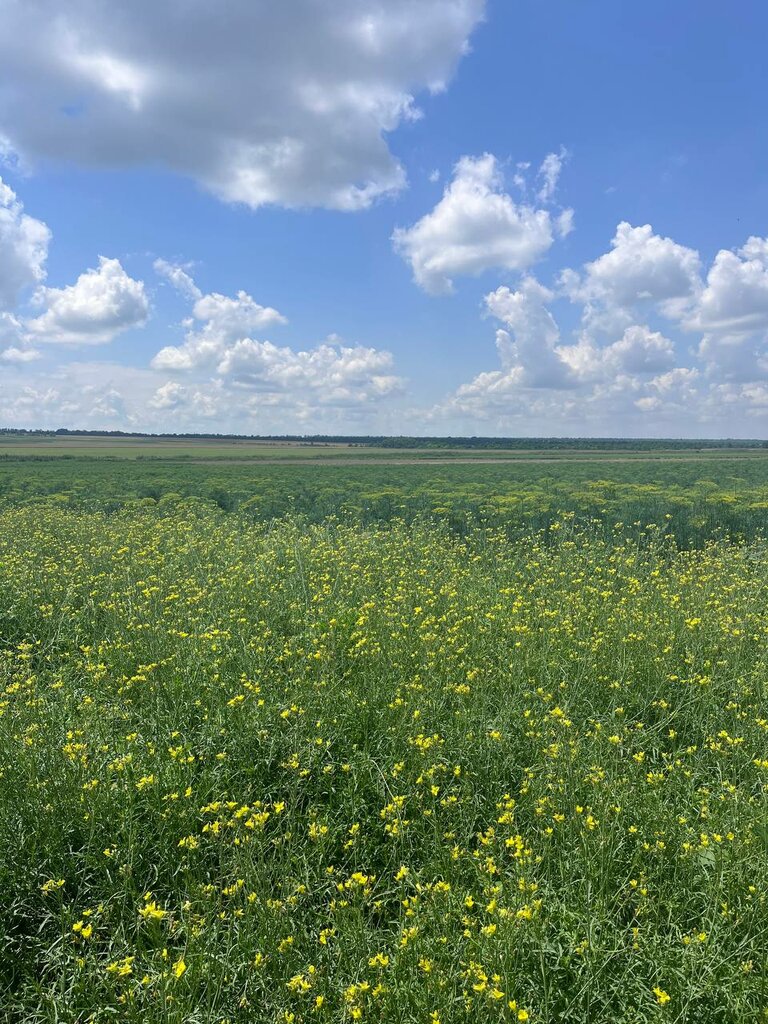 Tohum üretimi Селекция и семеноводство, Stavropolski krayı, foto
