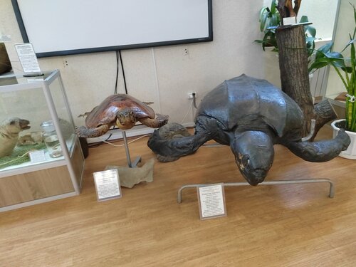 Müzeler ve sanat galerileri Mbuk Istoriko kulturny tsentr Munitsipalnoye obrazovaniye Kholmsky gorodskoy okrug, Holmsk, foto