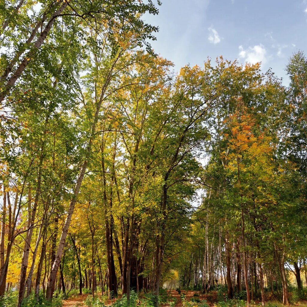 Orman Куземетьевский лес, Kazan, foto
