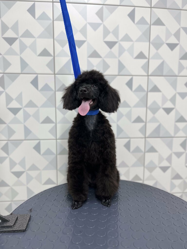 Evcil hayvan kuaförleri Groomingom, Minskaya oblastı, foto