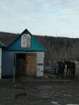 Конеферма (Magadan Region, Khasynskiy munitsipalny okrug, posyolok Khasyn), hayvancılık  Magadan Bölgesi'nden