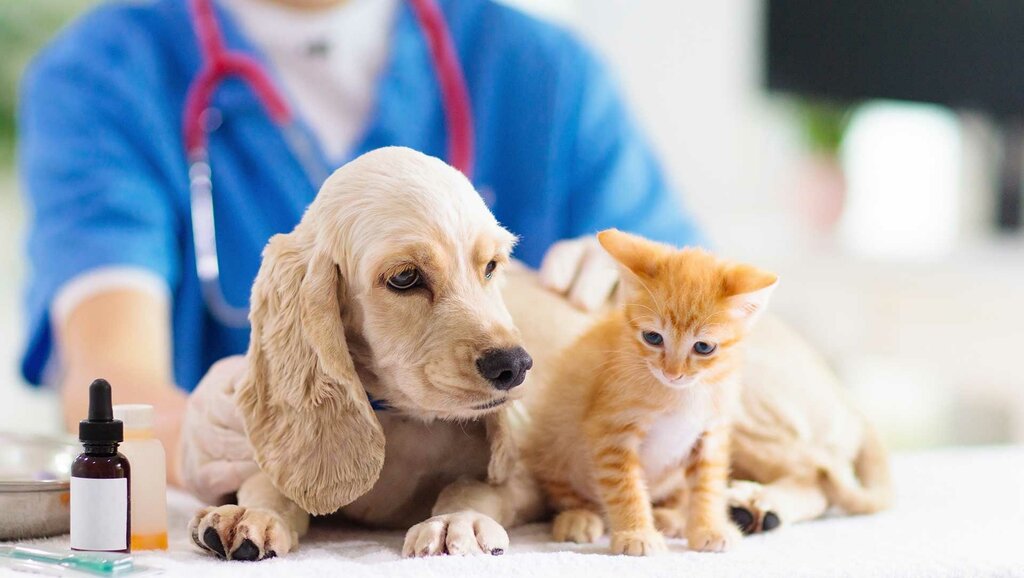 Veteriner klinikleri Zdoroviy Pitomec, Çeliabinsk, foto