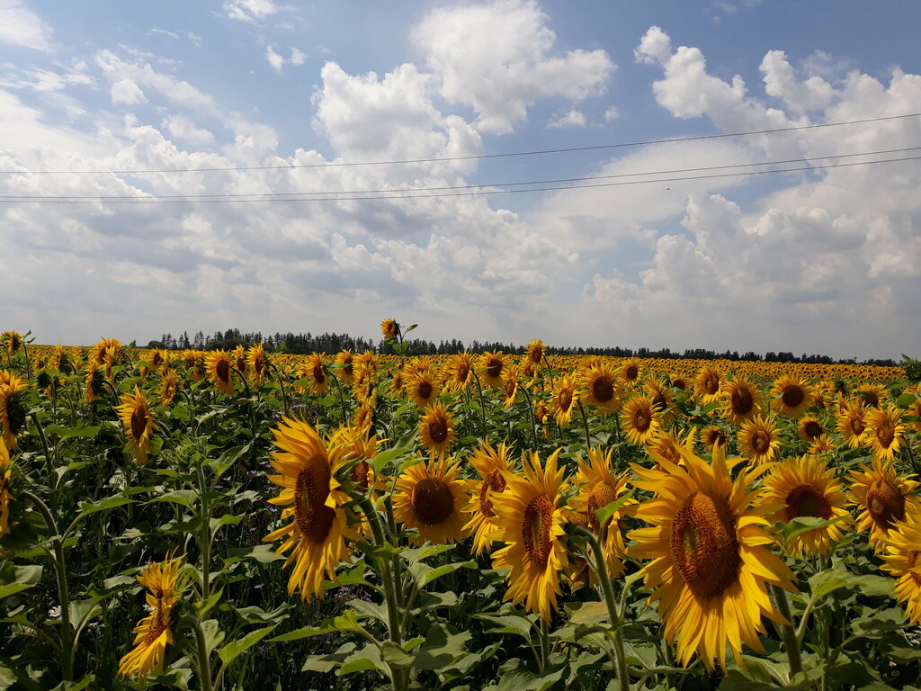 Bahçecilik dernekleri ve kuruluşları Овражки, Samarskaya oblastı, foto