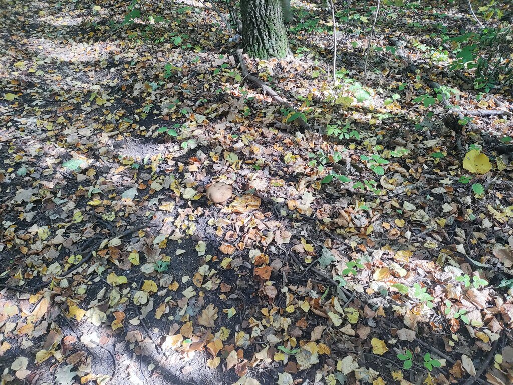 Kültür ve eğlence parkları лес Тройня, Tulskaya oblastı, foto