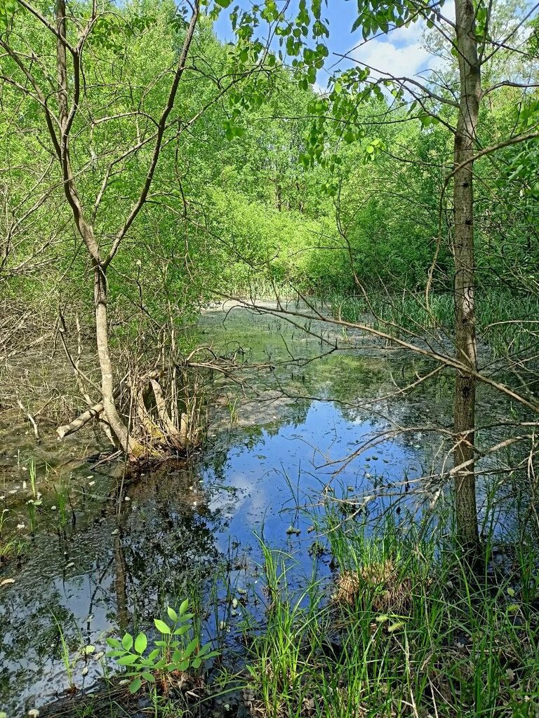 Orman урочище Дубиняцкого, Belgorodskaya oblastı, foto