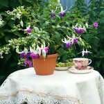 Vashi-rastenia (ulitsa Sverdlova No:48), fidan yetiştiriciliği  Şçolkovo'dan