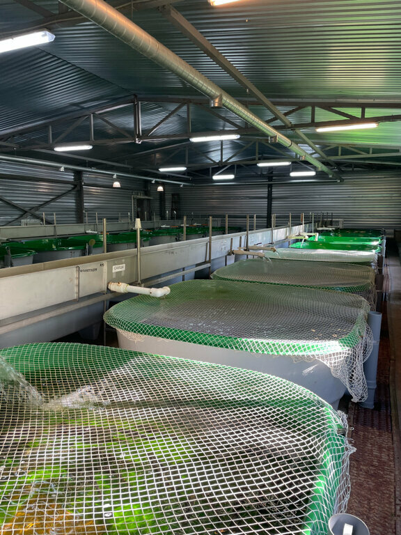 Balık çiftçiliği ve toptancıları Умбский рыбоводный завод, Murmanskaya oblastı, foto