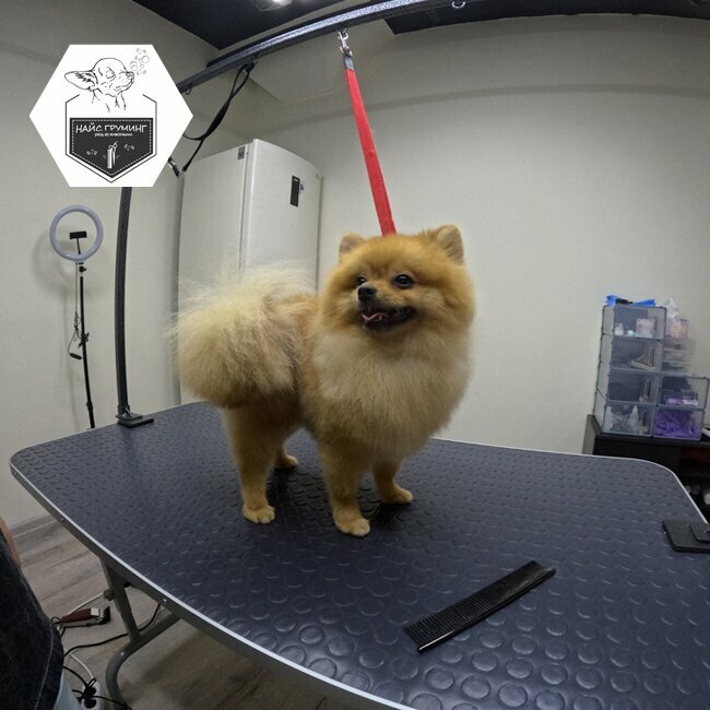 Evcil hayvan kuaförleri Nice Grooming, Protvino, foto