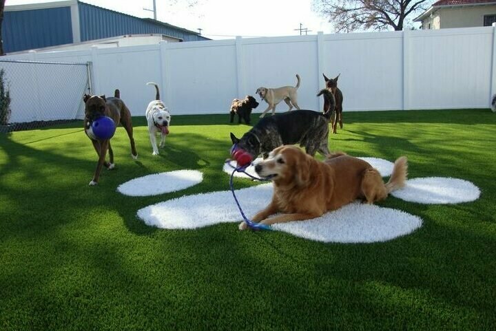 Pet otel Bark and Play, Dubai, foto
