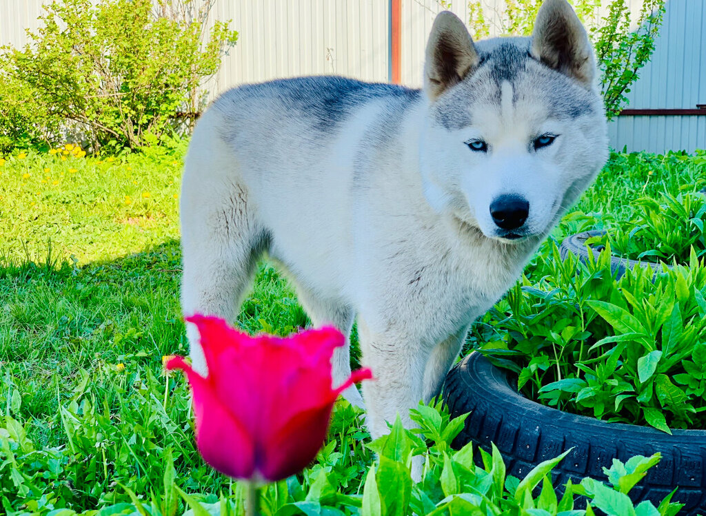 Evcil hayvan yetiştiricileri Питомник сибирских хаски Хасквишер, Himki, foto