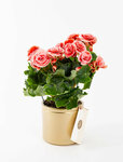 Bloom and Fresh (İstanbul, Sancaktepe, Merve Mah., Gazi Cad., 11/1), çiçekçiler  İstanbul'dan