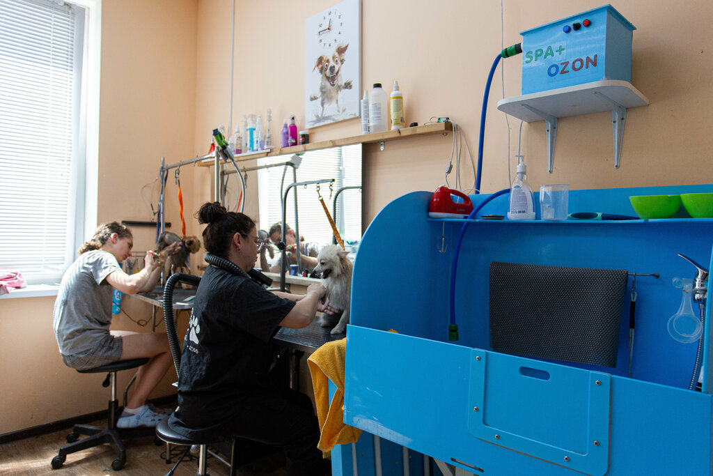 Evcil hayvan kuaförleri Zoocenter Glamurrr, Gomel, foto