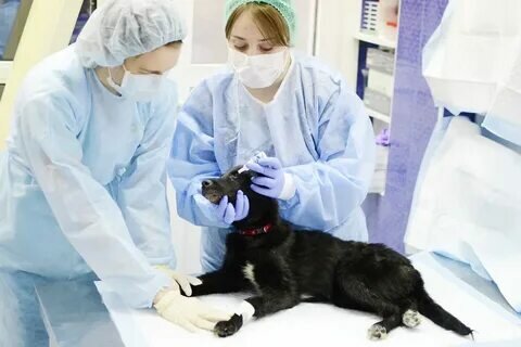 Hayvanlar için cenaze hizmetleri Flora, İvanteyevka, foto