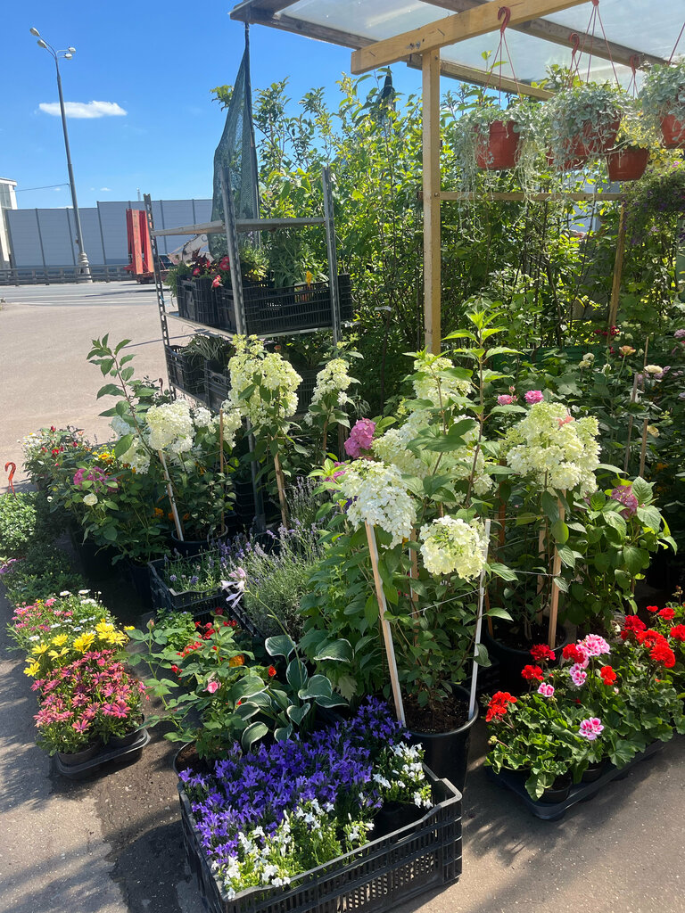 Sera ve bahçe ürünleri Садовый центр, Moskova ve Moskovskaya oblastı, foto