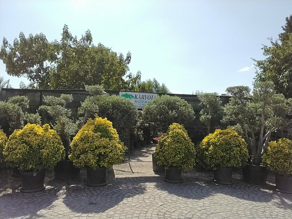 Sera ve bahçe ürünleri Karyota Botanik, İstanbul, foto