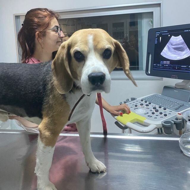 Veteriner klinikleri Pet Stop Veteriner Kliniği, Ankara, foto