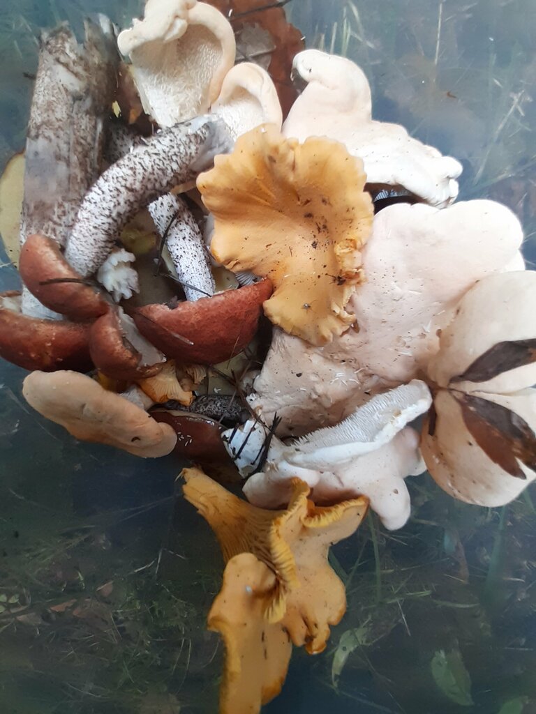 Bahçecilik dernekleri ve kuruluşları СНТ Полянки-7, Saint‑Petersburg ve Leningradskaya oblastı, foto