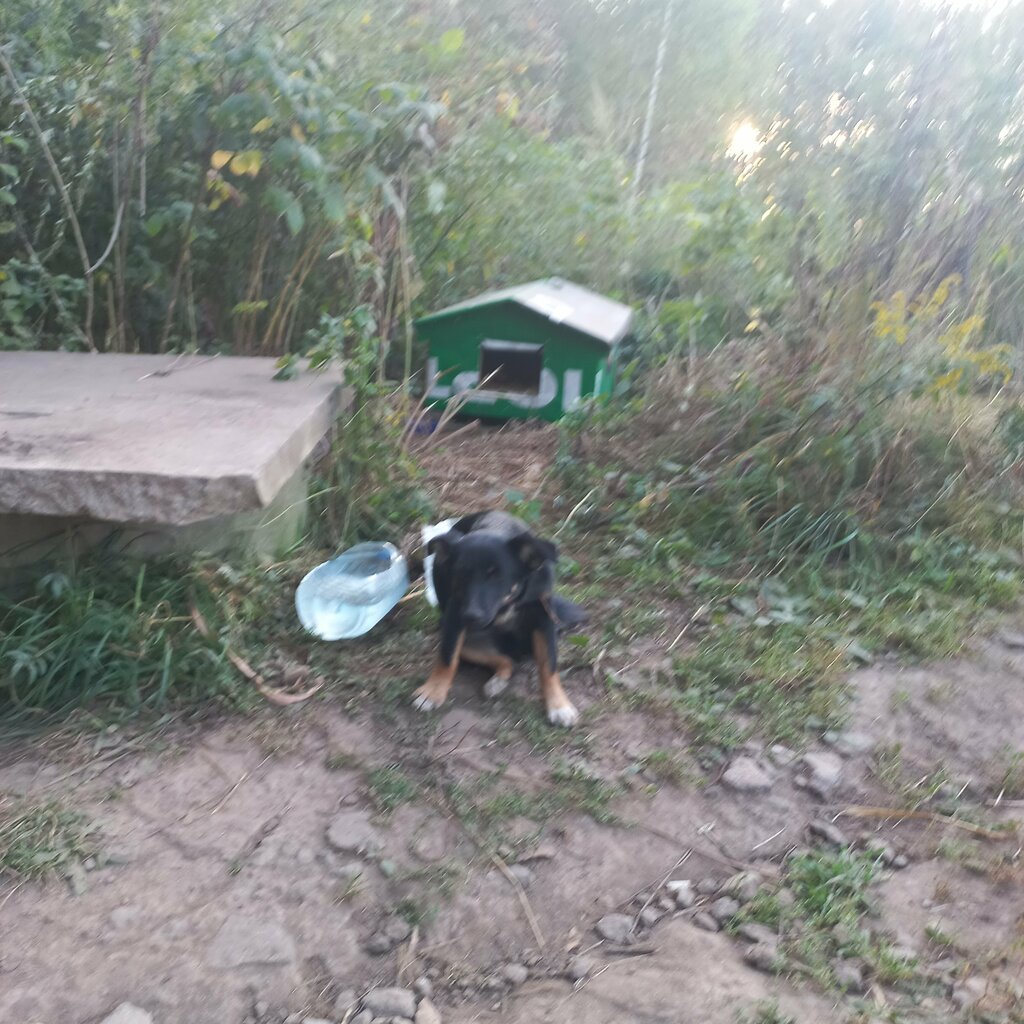 Pınar, çay Spring, stream, Tulskaya oblastı, foto