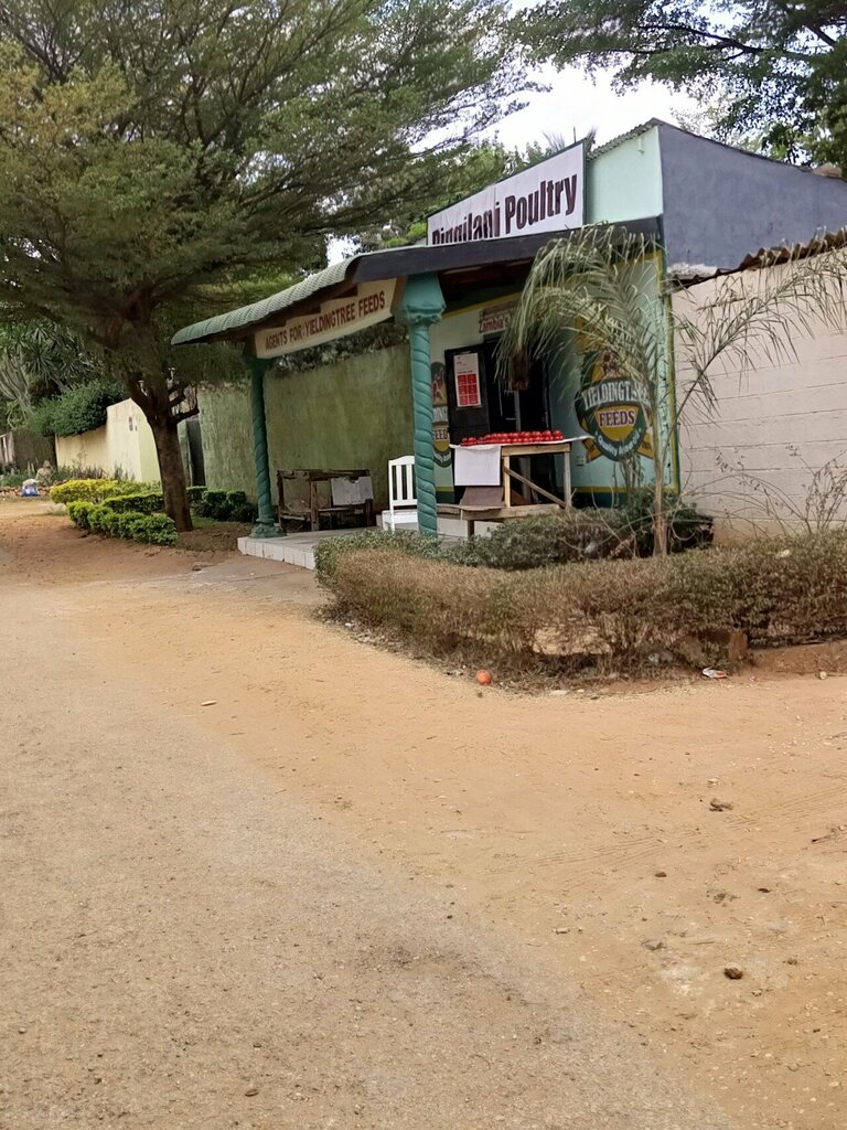 Kanatlı hayvan ürünleri ve yumurta Pingilani poultry, Lusaka, foto