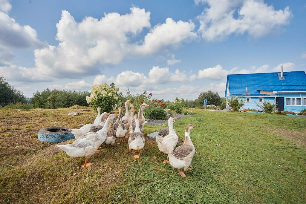 Konuk evi Агроусадьба у Петровича, Karelya, foto