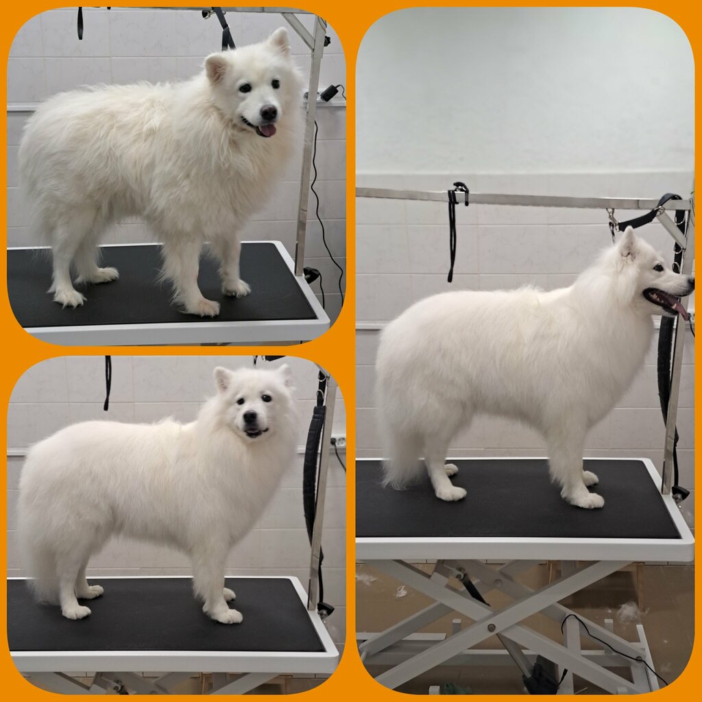 Evcil hayvan kuaförleri Джек и Мурка, Moskova ve Moskovskaya oblastı, foto