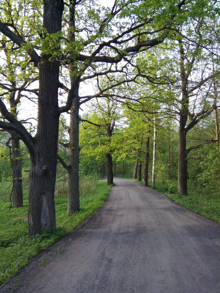 Turistik yerler Центральная аллея-дорога усадьбы Мордвиновых, Lomonosov, foto