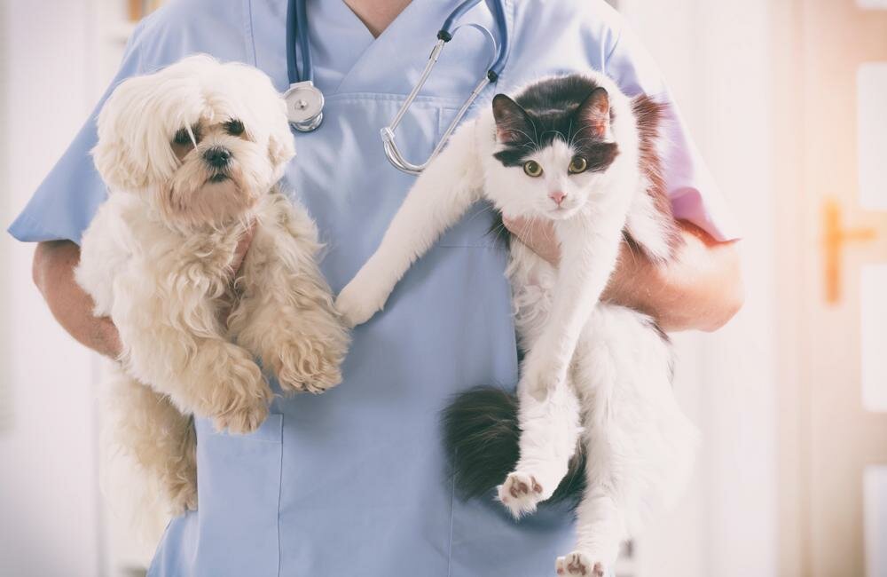 Veteriner klinikleri Pushistoe Spasenie, Moskova, foto