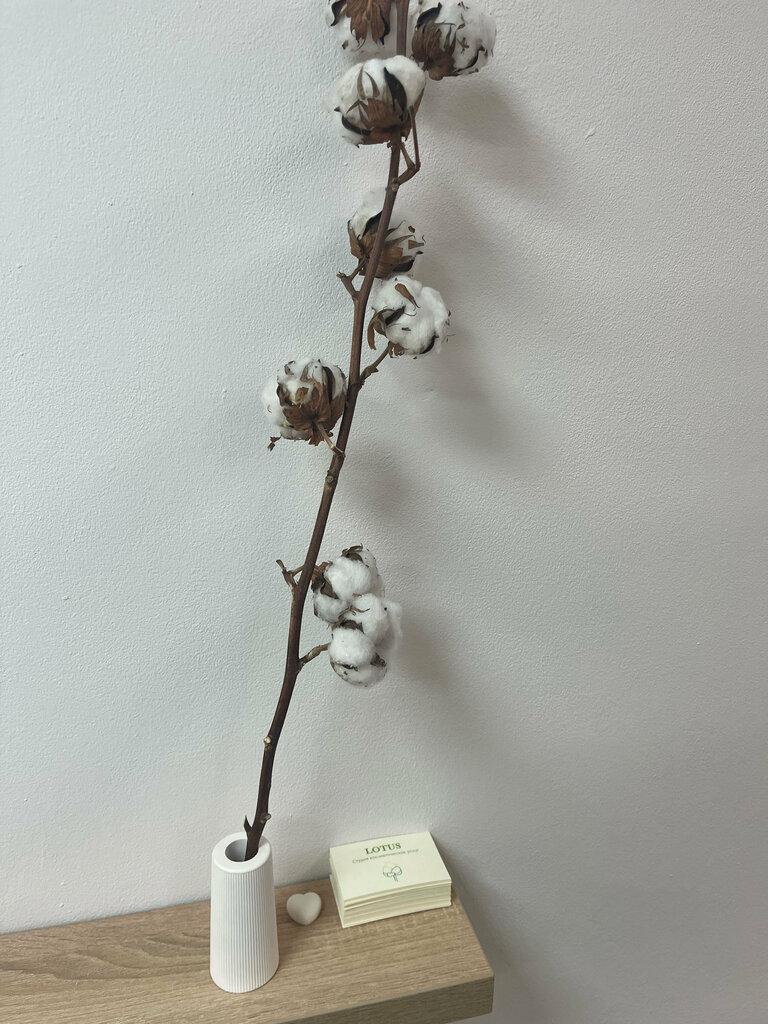 Epilasyon Lotus, Bobruisk, foto