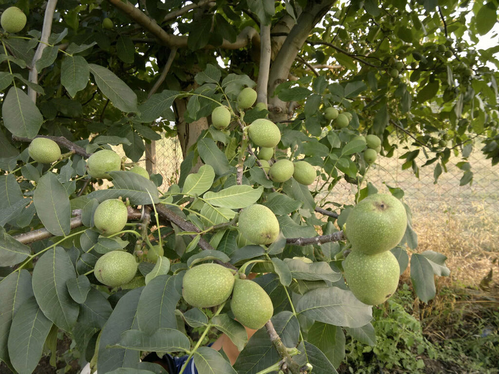 Fidan yetiştiriciliği Gezer Fidancılık, Bandırma, foto