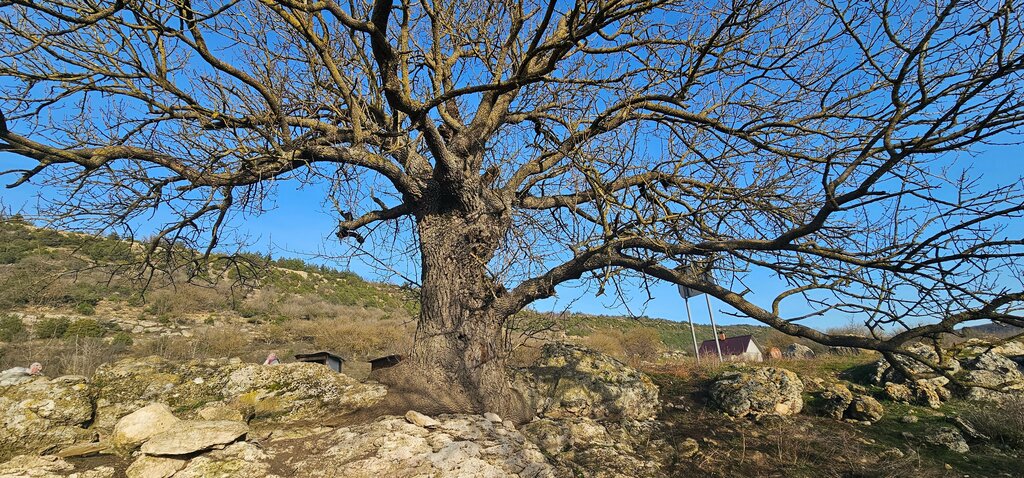 Doğa 370-летнее фисташковое дерево, Sevastopol, foto