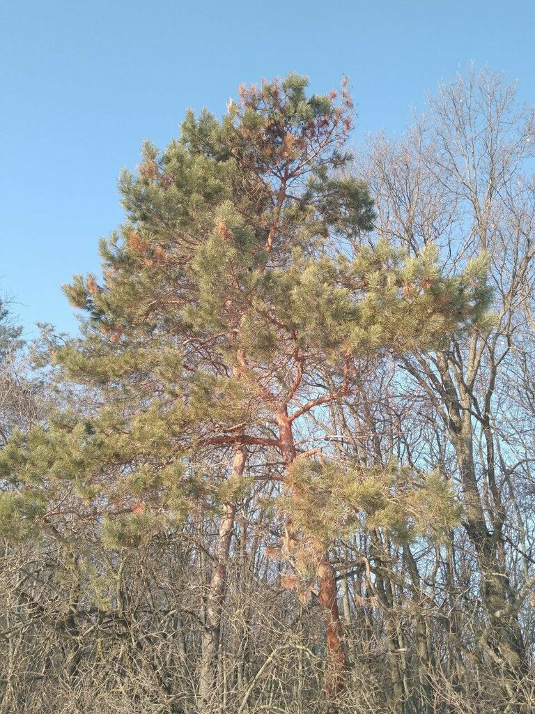 Orman Круглый лес, Belgorodskaya oblastı, foto