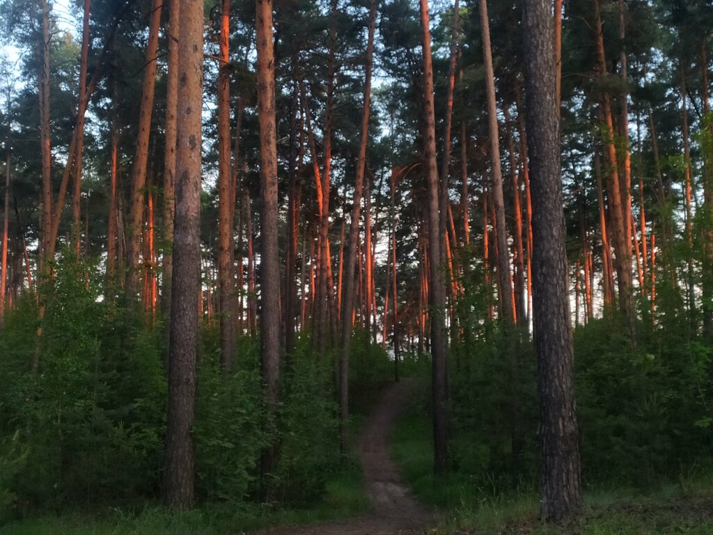 Orman Восточный парк, Kazan, foto