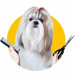 Cut On Car Pets Grooming (Al Owais Building, Al Hudaiba, Bur Dubai, Dubai), evcil hayvan kuaförleri  Dubai'den